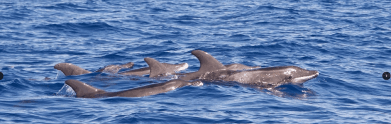 Lanzarote: Sea Safari Experience - Who Would Love This Tour?