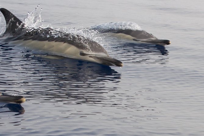 Lanzarote Sea Safari From Puerto Calero - Insights Into the Group Size and Guidance