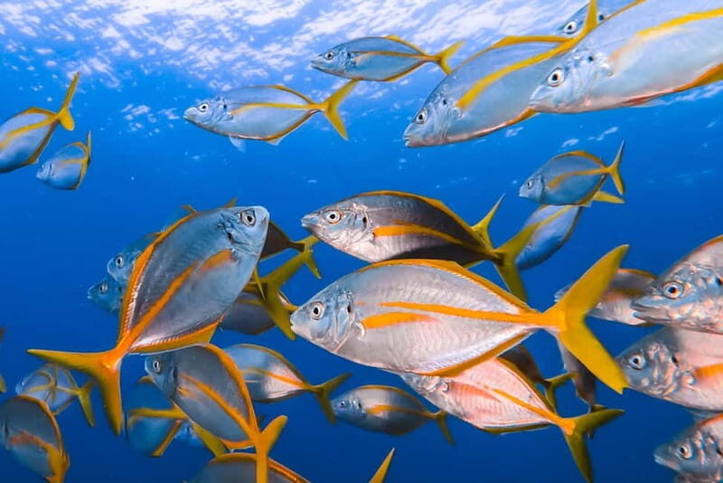 Lanzarote: Small Group Beginner Dive Course Costa Teguise - An Introduction to Lanzarote’s Underwater World