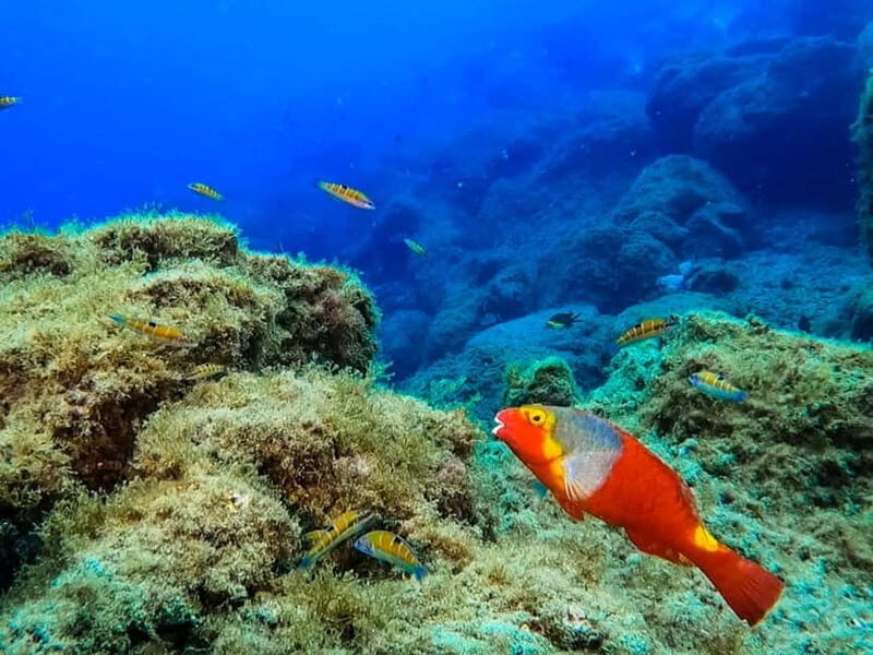 Lanzarote: Small Group Beginner Dive Course Costa Teguise - Practical Details: Logistics, Cost, and What’s Included
