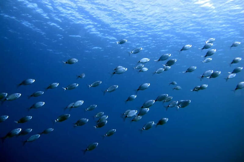 Lanzarote: Small Group Beginner Dive Course Costa Teguise - Authentic Underwater Encounters and Safety