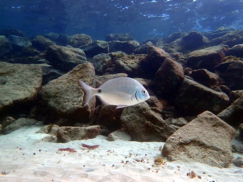 Lanzarote: Small Group Beginner Dive Course Costa Teguise - Final Thoughts: Is It Worth It?