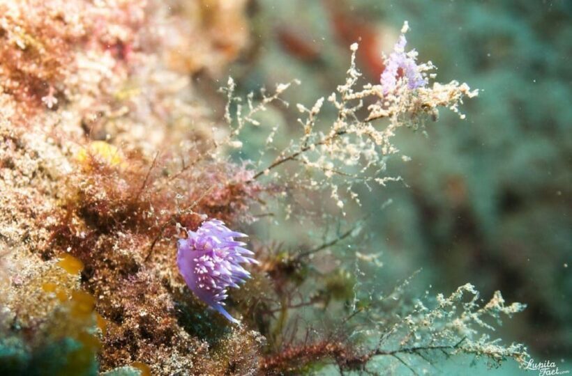 Lanzarote: Snorkeling Tour with Snack and Water - What Makes This Tour Worth Considering?