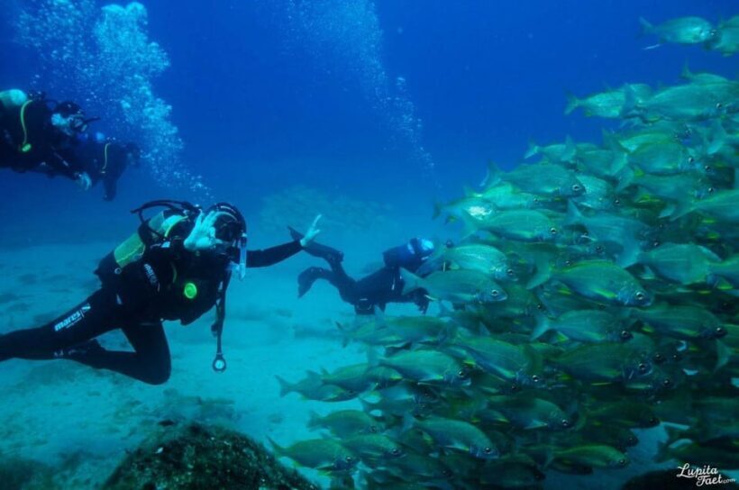 Lanzarote: Snorkeling Tour with Snack and Water - What’s Included and What to Bring