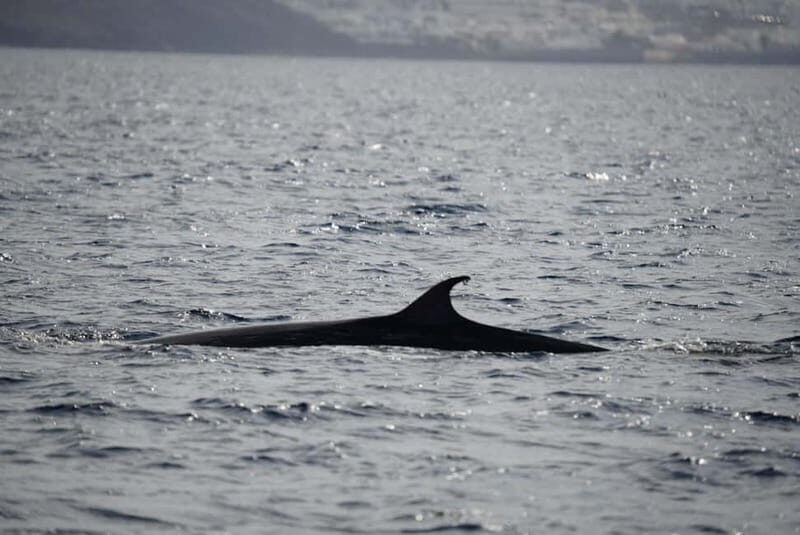 Lanzarote Sunset Experience with dolphin spotting - Practical Tips for Participants