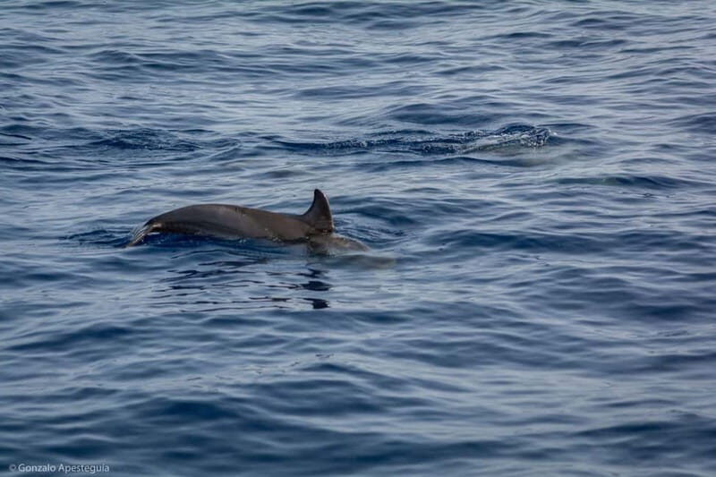 Lanzarote Sunset Experience with dolphin spotting - Who Should Consider This Tour?