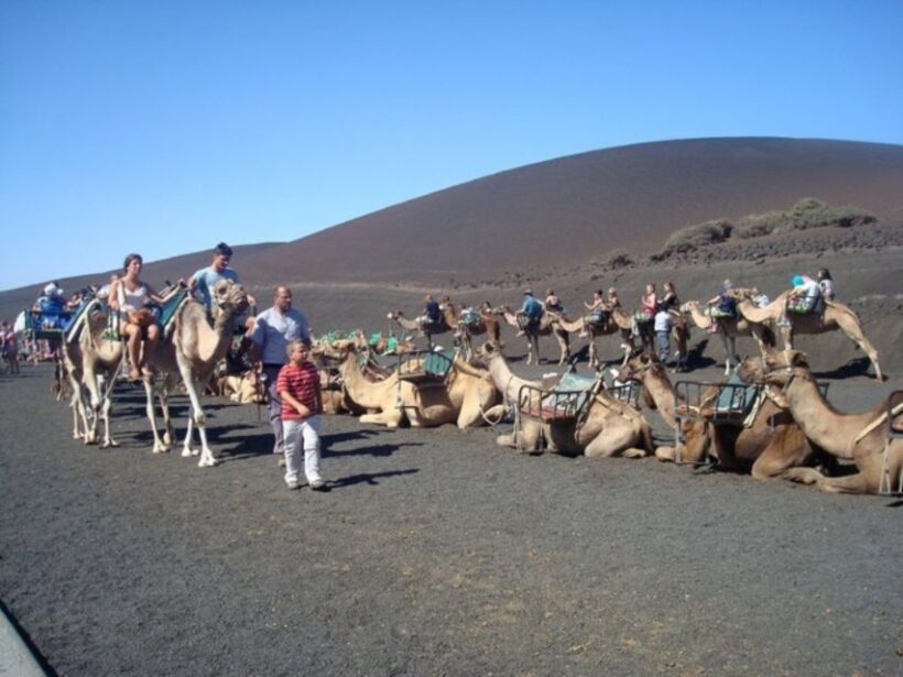 Lanzarote: Timanfaya National Park Tour - Who This Tour Is Perfect For