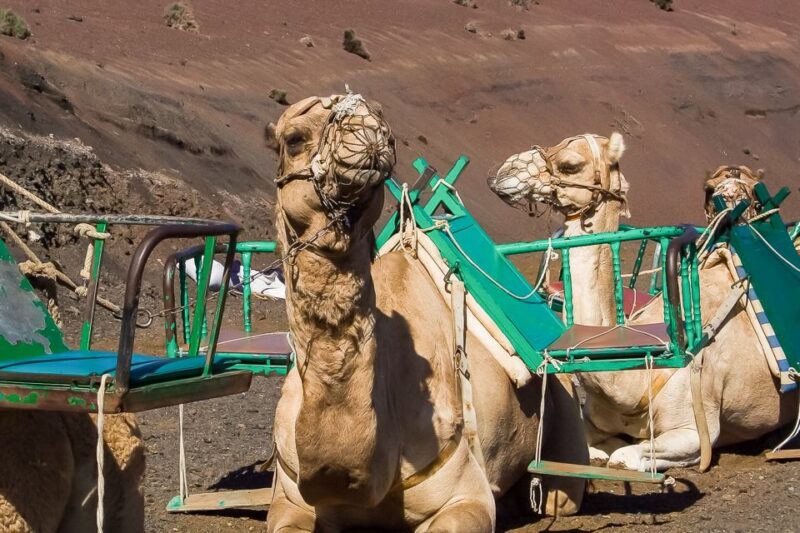 Lanzarote: Timanfaya National Park Volcanic Craters Tour - What Travelers Say
