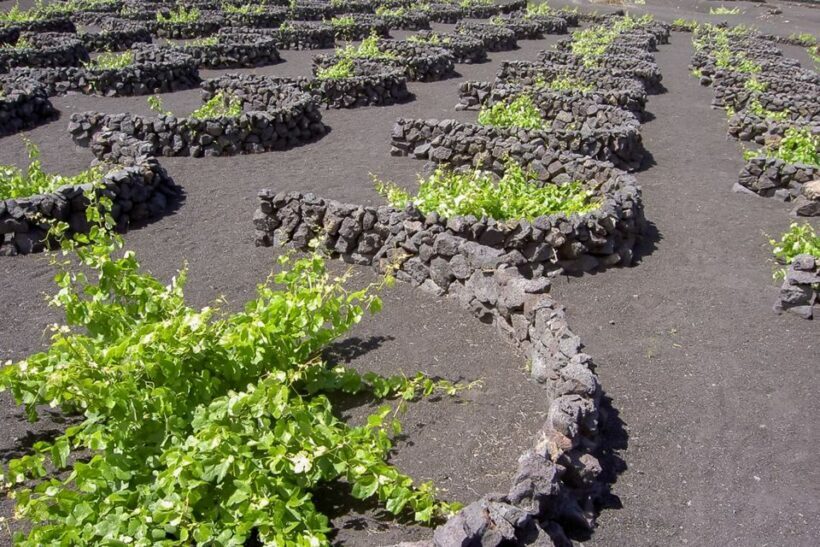 Lanzarote: Timanfaya Park and Jameos del Agua Full-Day Tour - FAQ