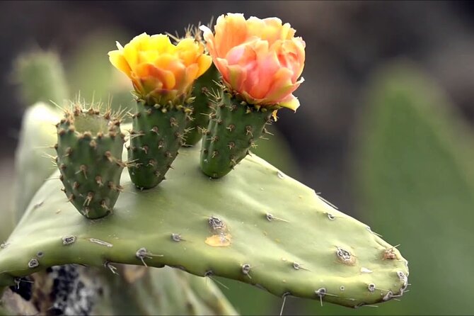 Lanzarote Tour: Lagomar Museum, Guatiza Cactus Garden & La Graciosa Island - Exploring the Lagomar Museum