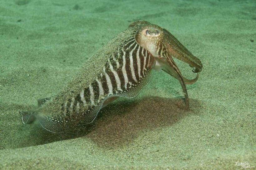 Lanzarote: Try Scuba Diving Experience - Key Points