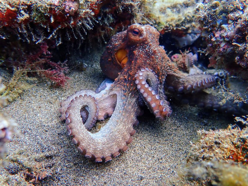 Lanzarote: Try Scuba Diving for Beginners - 2 Dives - Who Should Consider This Experience?