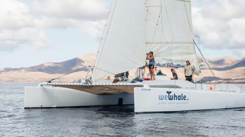 Lanzarote: Whale and Dolphin Watching Eco-Friendly Catamaran - Final Thoughts: Is It Worth It?