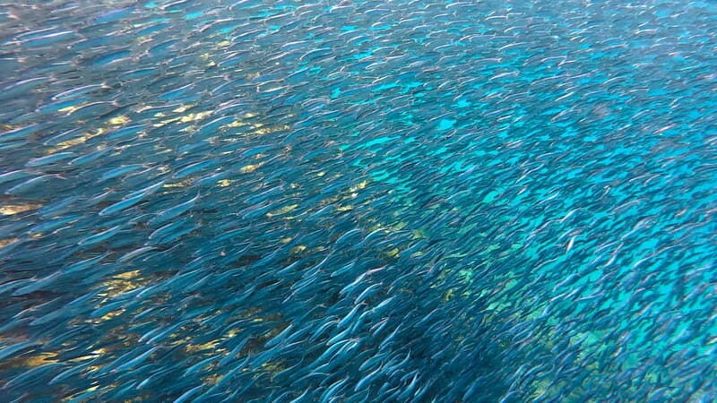 Lanzarote Your First Scuba Diving Experience - The Itinerary in Detail