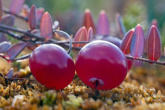 Lapland Berry Day Experience - What the Lapland Berry Day Experience Offers