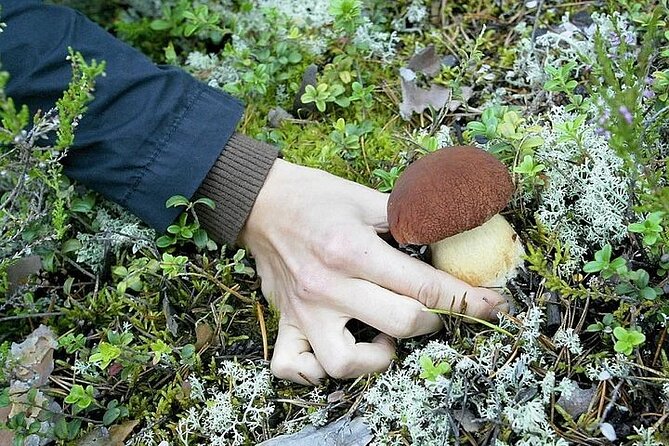 Lapland Berry Day Experience - Frequently Asked Questions