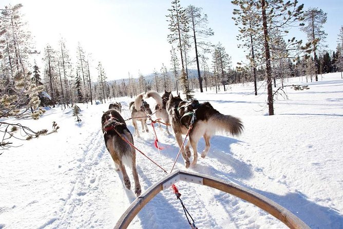 Lapland Husky Safari From Saariselkä - Tour Details and Inclusions