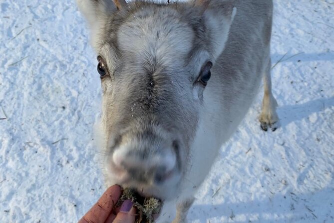 Lapland Reindeer and Husky Safari From Levi - Exciting Reindeer-Pulled Sled Ride