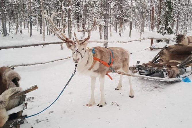 Lapland Reindeer and Husky Safari From Levi - Thrilling Husky-Drawn Sleigh Ride