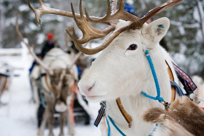 Lapland Reindeer and Husky Safari From Rovaniemi - Animal Interaction and Safety