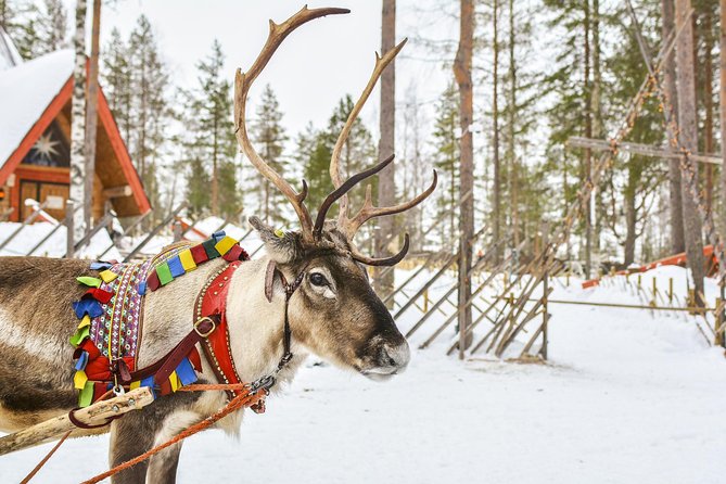 Lapland Reindeer Safari From Rovaniemi - Learning About Reindeer Care