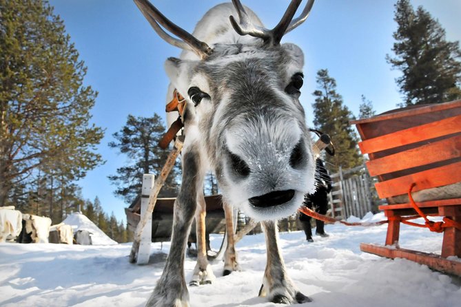 Lapland Reindeer Safari From Rovaniemi - Enjoying the Hot Berry Juice