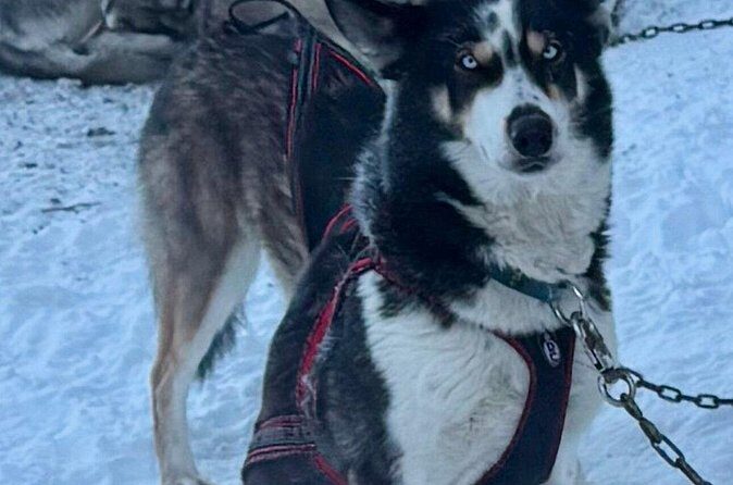 Large Groups for Mushing Activity - Why Choose This Tour?