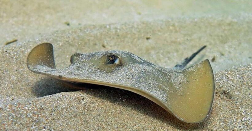 Las Canteras Scuba Diving - Included & Not Included