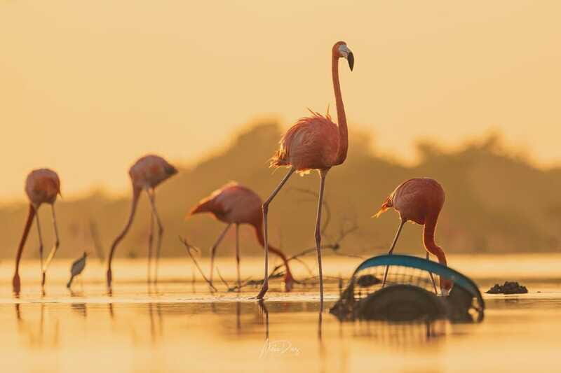 Las Coloradas and Ría Lagartos - Who This Tour Is Best For