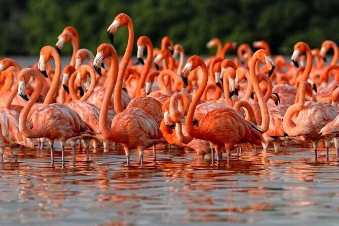 Las Coloradas and Rio Lagartos Day Tour from Cancun - The Sum Up