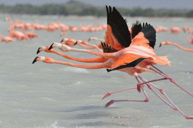Las Coloradas and Rio Lagartos Tour with All Inclusive - The Experience: Authentic and Photogenic