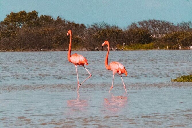 Las Coloradas & Río Lagartos with boat & Lunch from Mérida - The Itinerary in Detail
