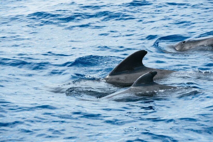 Las Galletas: Whale & Dolphin Tour with Local Skipper - A Deep Dive into the Tenerife Whale & Dolphin Tour