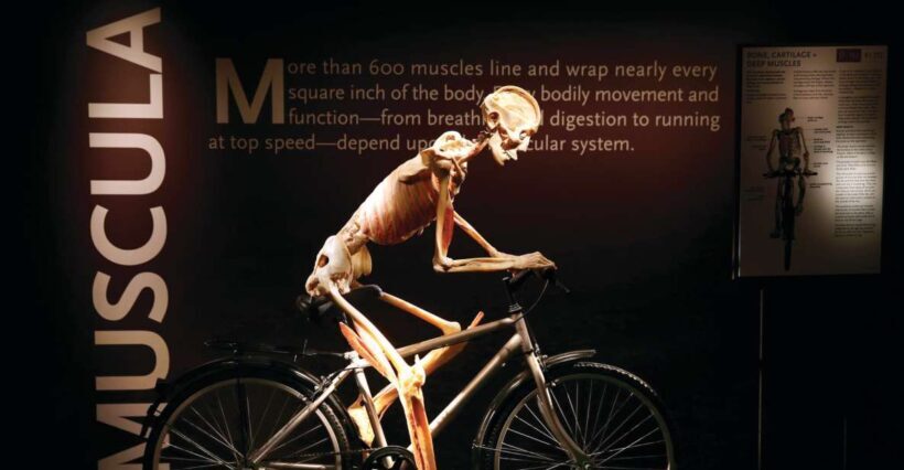 Las Vegas: BODIES | The Exhibition at the Luxor - Is It Worth the Price?