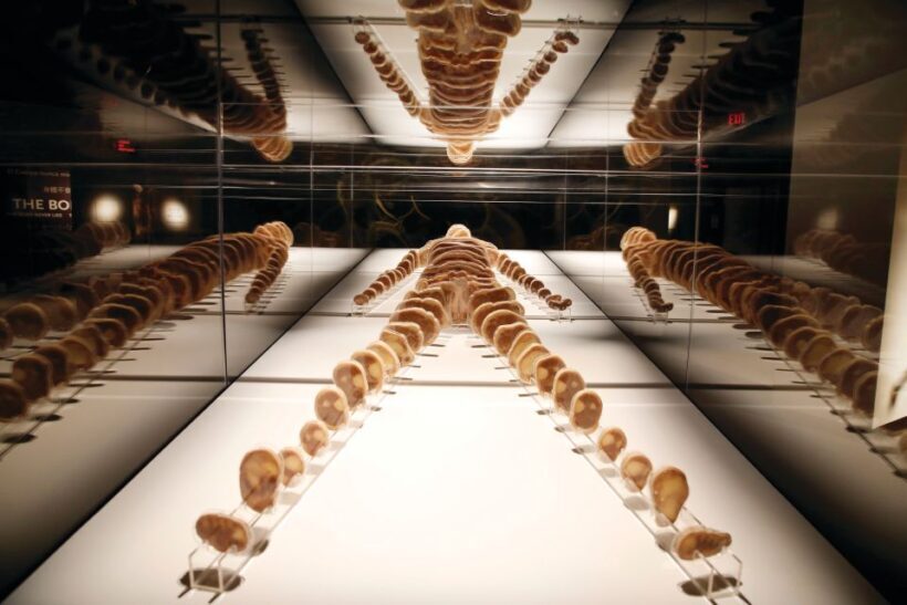 Las Vegas: BODIES | The Exhibition at the Luxor - Final Thoughts: Who Should Visit?