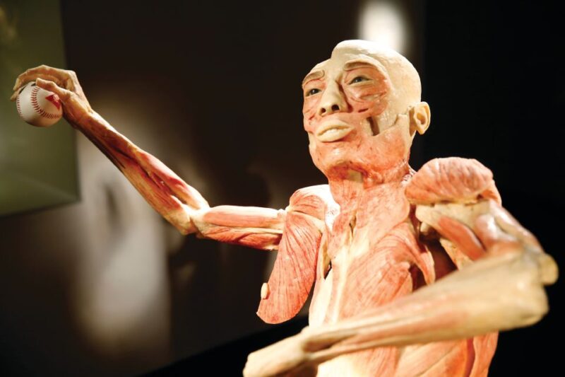 Las Vegas: BODIES | The Exhibition at the Luxor - The Educational Value and Impact