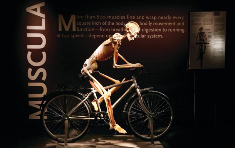 Las Vegas: BODIES | The Exhibition at the Luxor - Practical Details and Tips