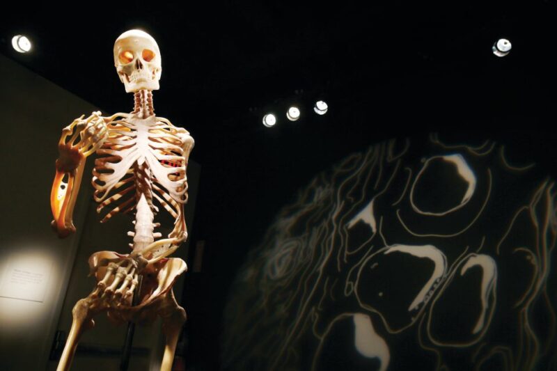 Las Vegas: BODIES | The Exhibition at the Luxor - The Sum Up