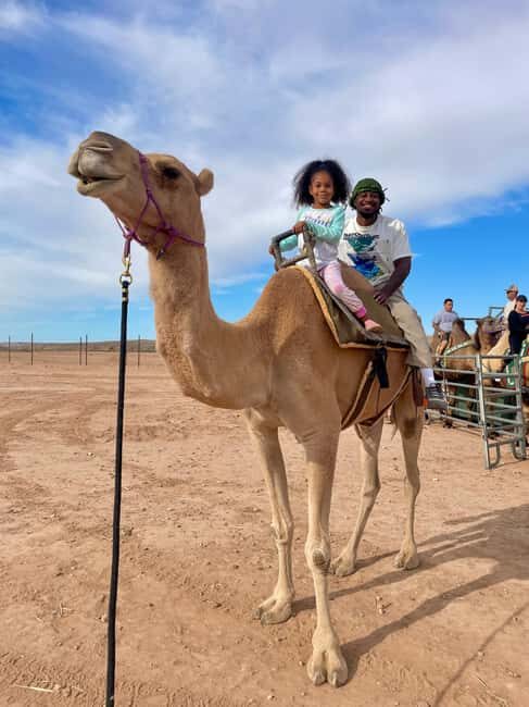 Las Vegas: Desert Camel Ride - Relaxing and Unique: A Review of the Las Vegas: Desert Camel Ride