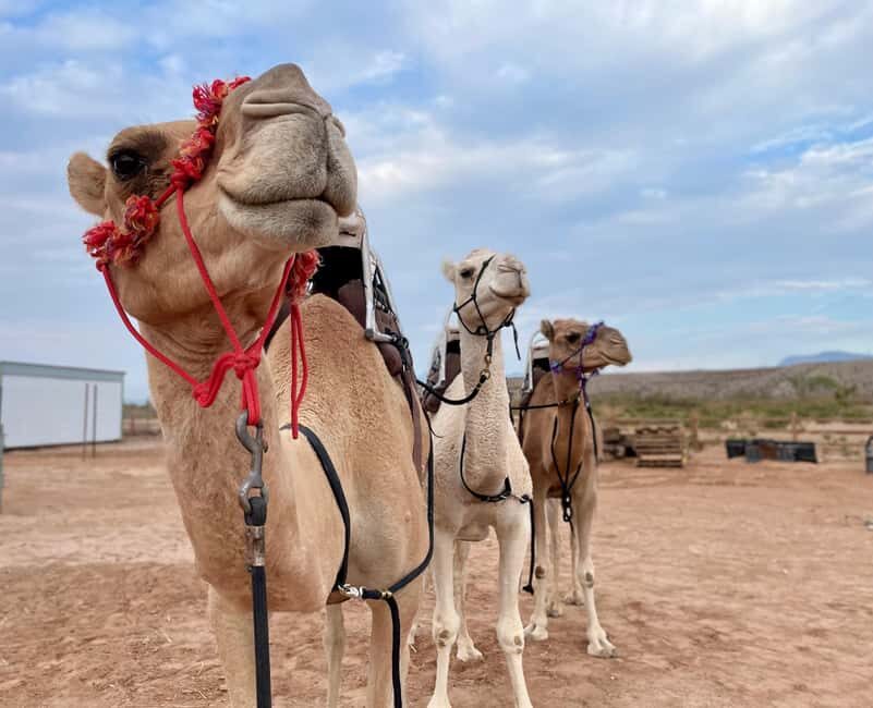 Las Vegas: Desert Camel Ride - What Makes This Tour Stand Out