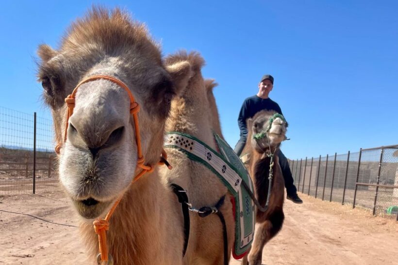 Las Vegas: Desert Camel Ride - The Value and Practicalities