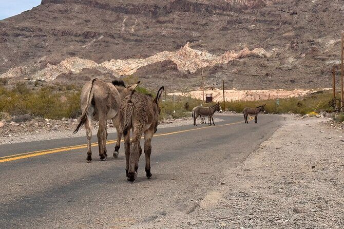 Las Vegas Ghost Town Tour and Historic Route 66 - FAQs