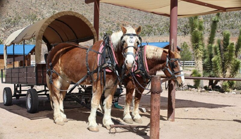 Las Vegas: Grand Canyon Ranch Tour with Horseback/Wagon Ride - Key Points