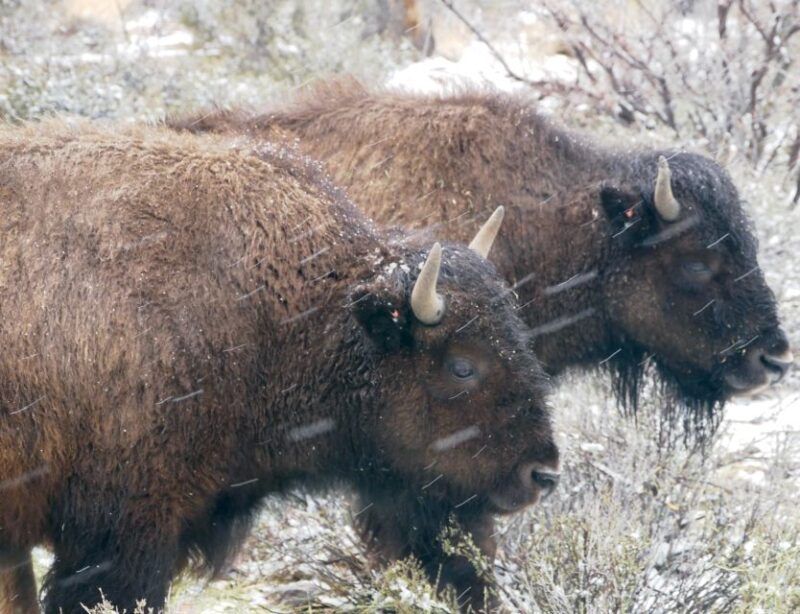 Las Vegas: Grand Canyon Ranch Tour with Horseback/Wagon Ride - The Value for Money