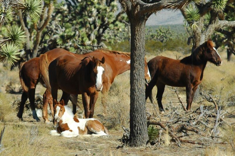 Las Vegas: Grand Canyon Tour & Helicopter Landing Experience - What Travelers Love About This Tour