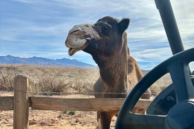 Las Vegas Guided UTV Safari and Zoo Tour - Practical Details and Value