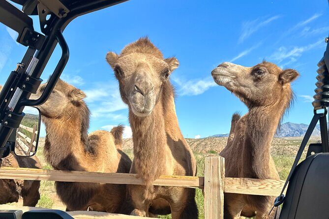 Las Vegas Guided UTV Safari and Zoo Tour - Summary: Who Will Love This Tour?