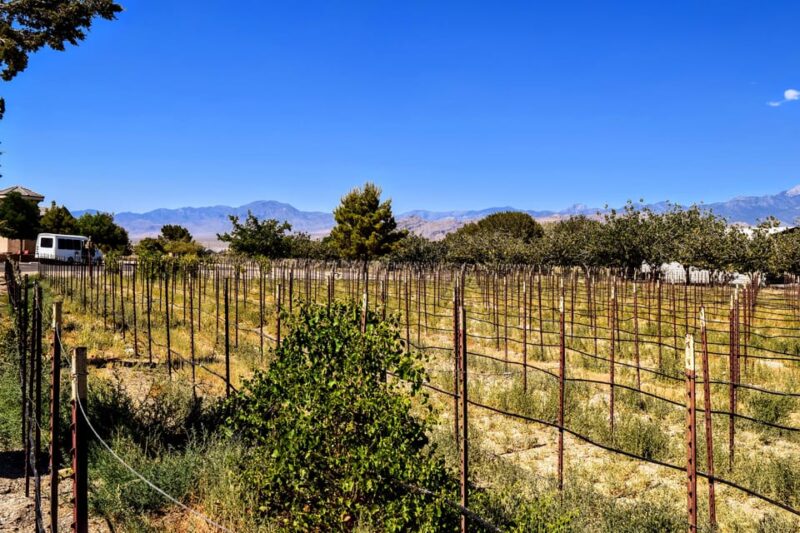 Las Vegas / Pahrump Wine Tasting Tour and snacks - Why Choose This Tour?