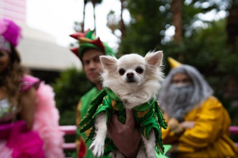Las Vegas: Piff the Magic Dragon Show at the Flamingo - Key Points