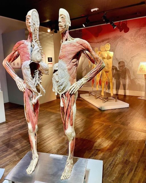 Las Vegas: REAL BODIES at Horseshoe Las Vegas Entry Ticket - Authentic Perspectives from Visitors